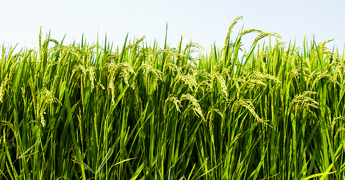 Atticus Acadia 2 SC - Atticus LLC