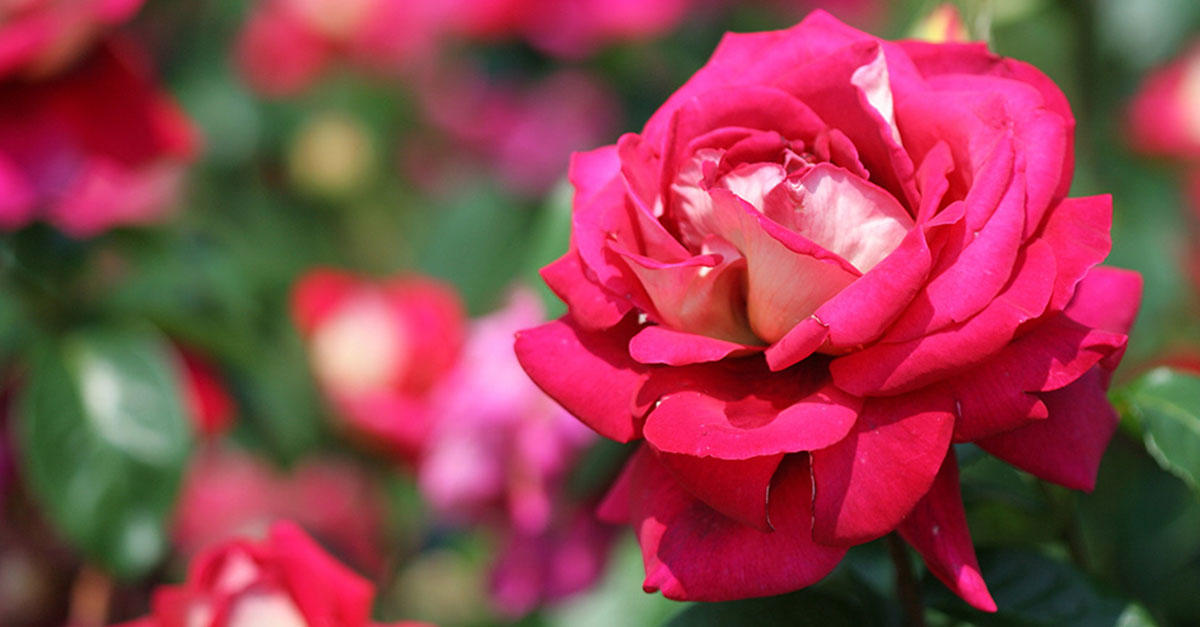 Ascertain TR - Atticus LLC