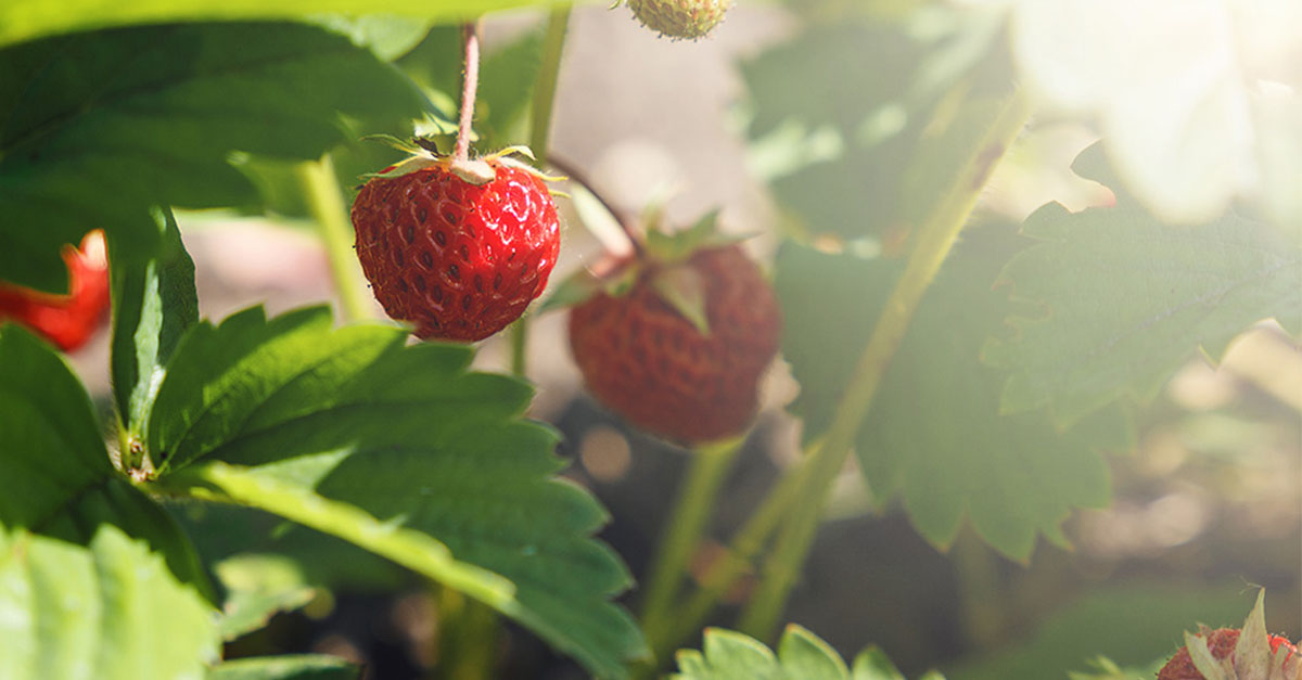 Reemit 0.86 EC - Atticus LLC