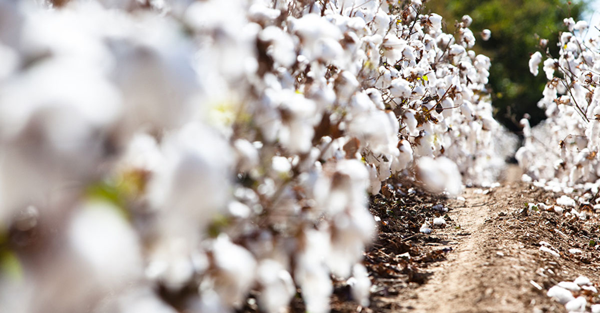 Zaltus SC - Atticus LLC