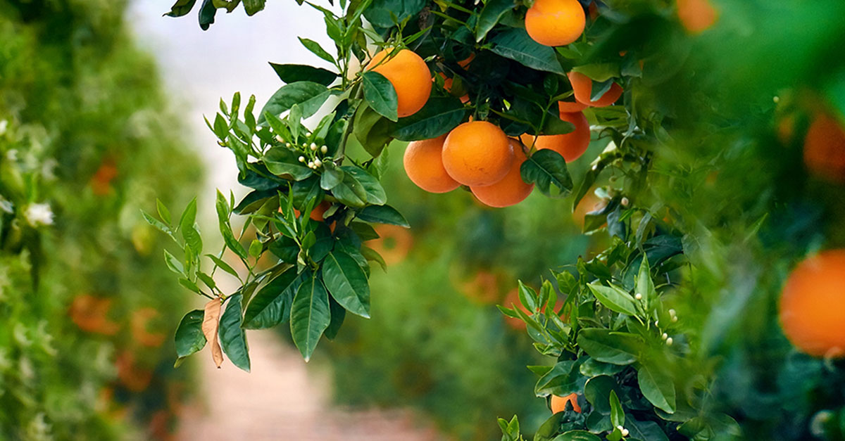 ArVida 30 SG Insecticide - Atticus LLC