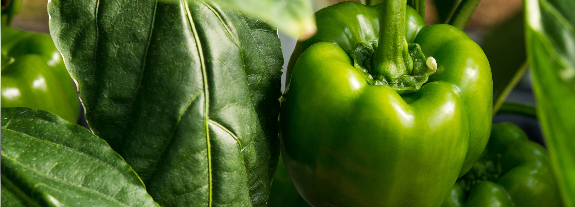 Fruiting Vegetables - Atticus LLC